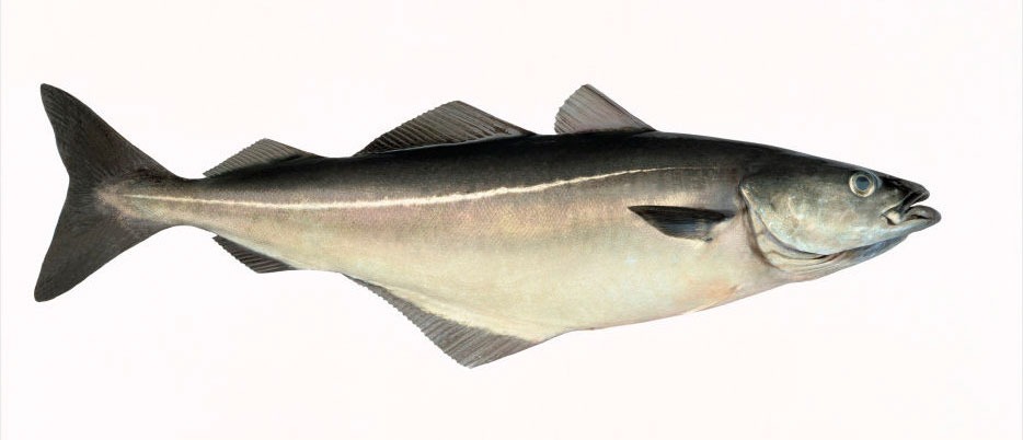 White fish – Arctic Blue